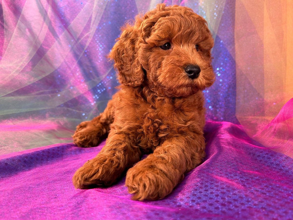 Professionally Bred F1b Puppies, Miniature Goldendoodles, Iowa