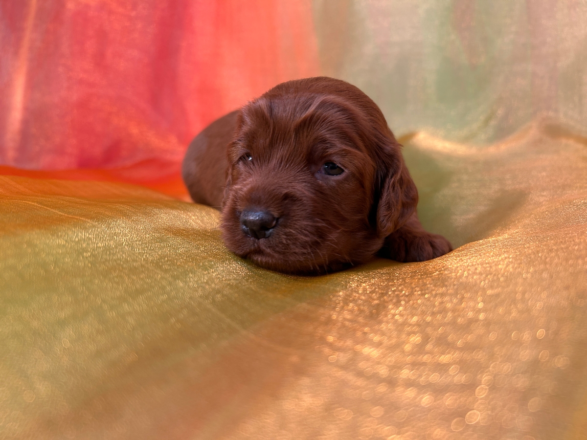 Dark Red Cockapoo Puppies Ready Now!