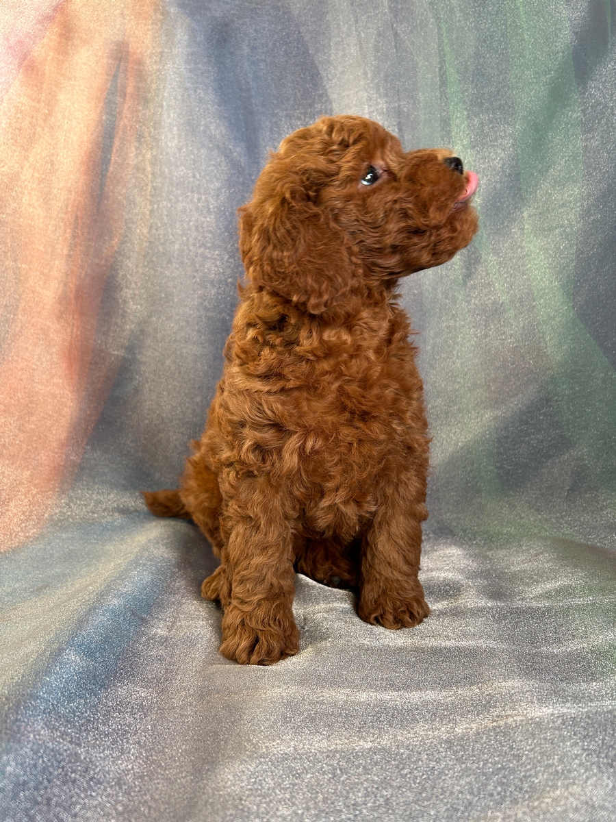 Professionally Bred In Iowa, F1b Mini Goldendoodle Puppies