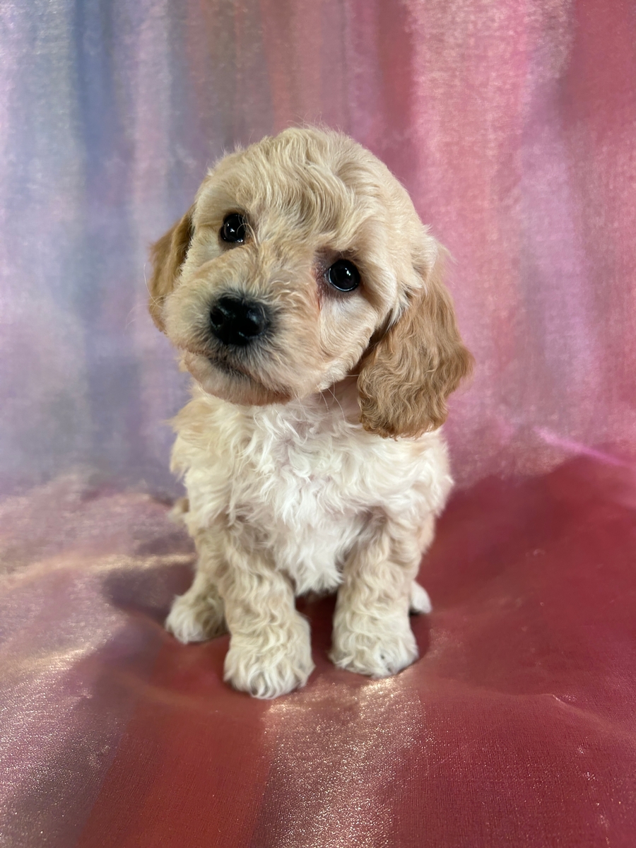 Bichon Poodle Breeder in North Iowa Near I-35