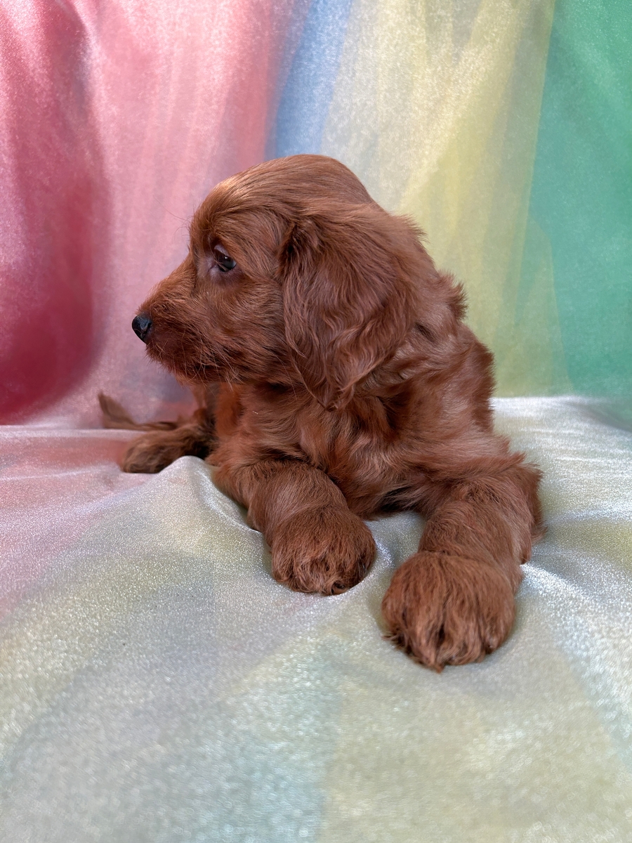 Professional Miniature Goldendoodle Breeder