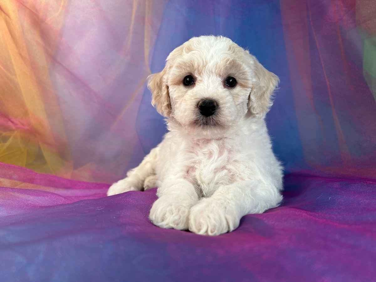 Bichon Poodle Breeder in Iowa, Puppies Available Now!