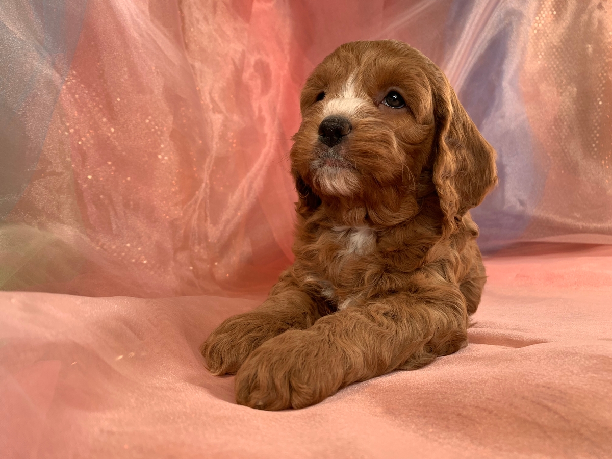Dark Red Female Cockapoos for Sale, White Markings, $1200, IA, MN, WI