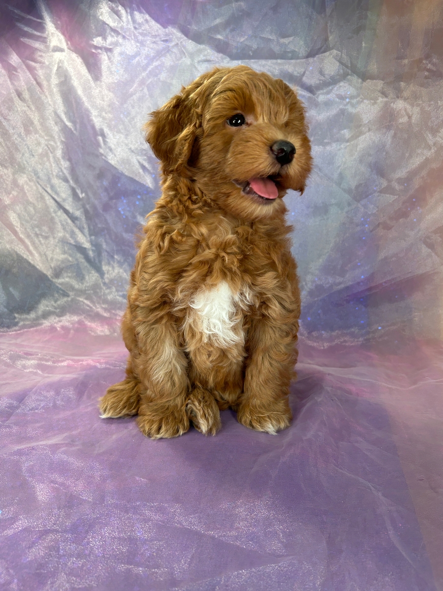 F1b Schnoodle Puppies for Sale, IA, MN, WI