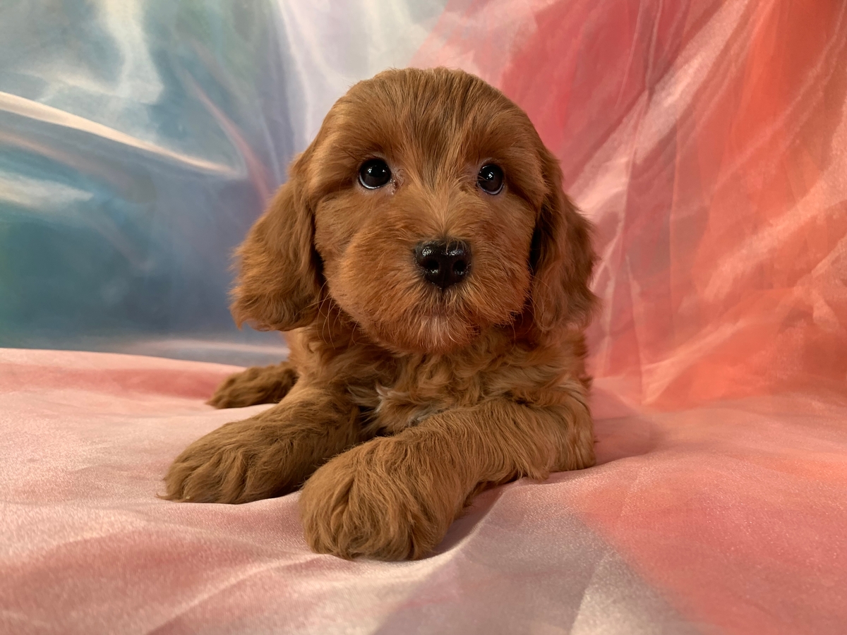 Dark Red Miniature Schnoodle Puppies for Sale, Iowa, Minnesota