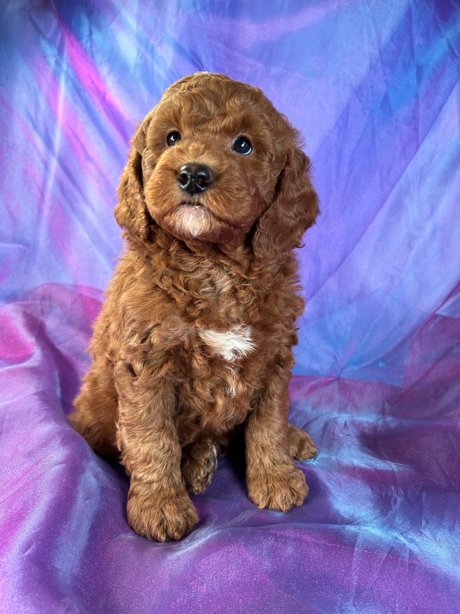 Dark Red F1b Bernedoodle Puppies for Sale, Mini's!