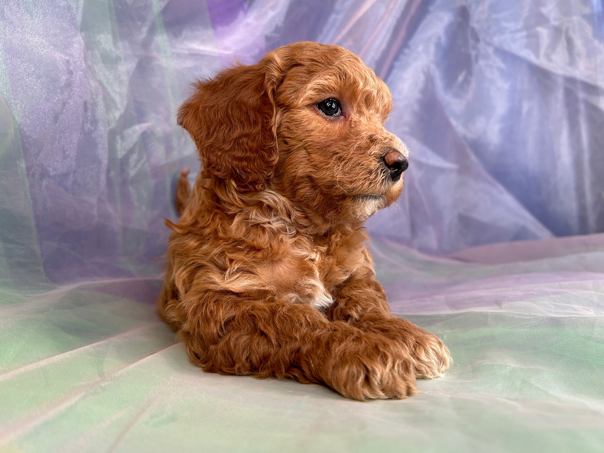 Bichon Poodle Puppies for Sale in Iowa!