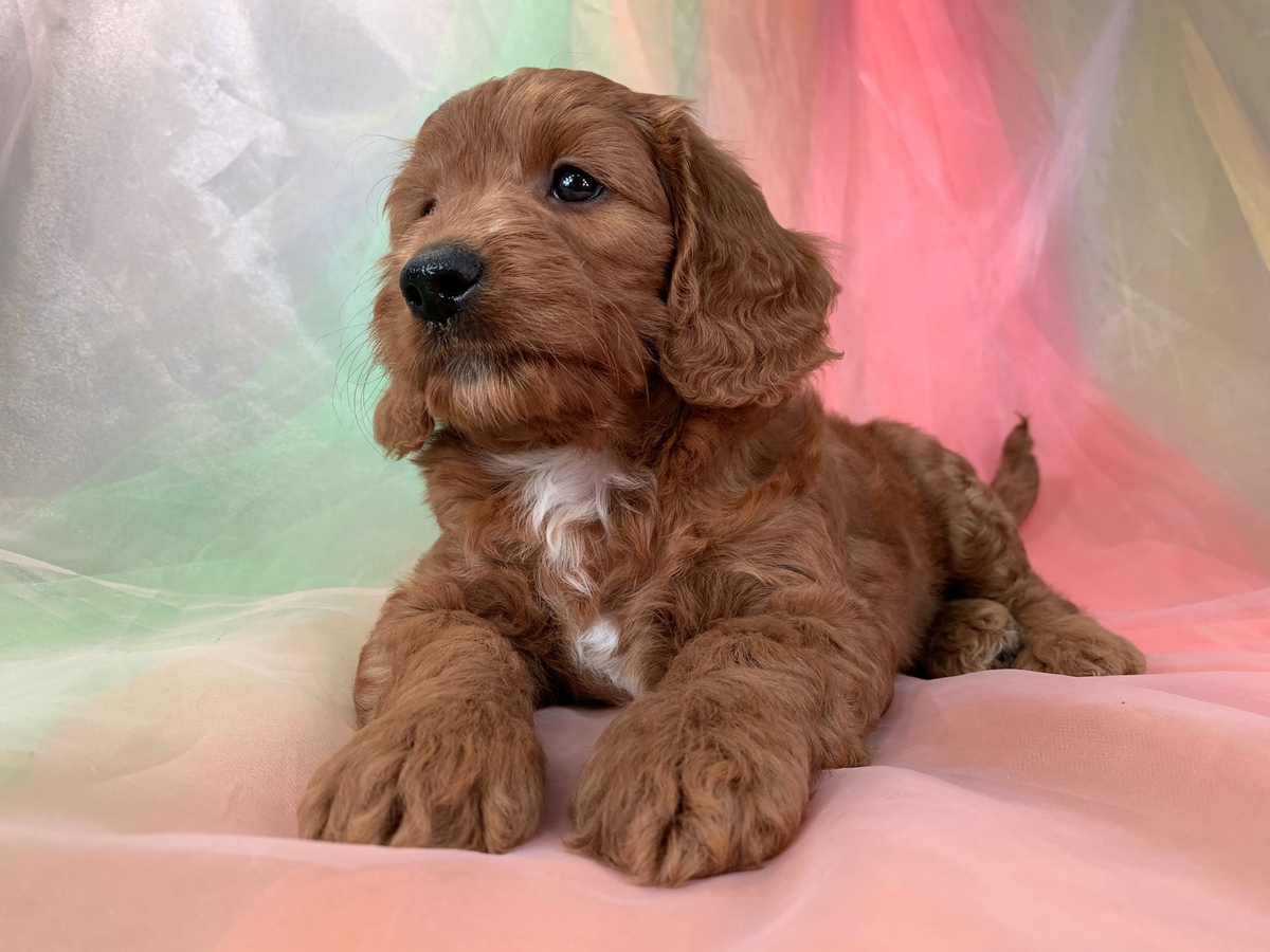 Dark Red F1b Miniature Bernedoodle Puppies for Sale Now!
