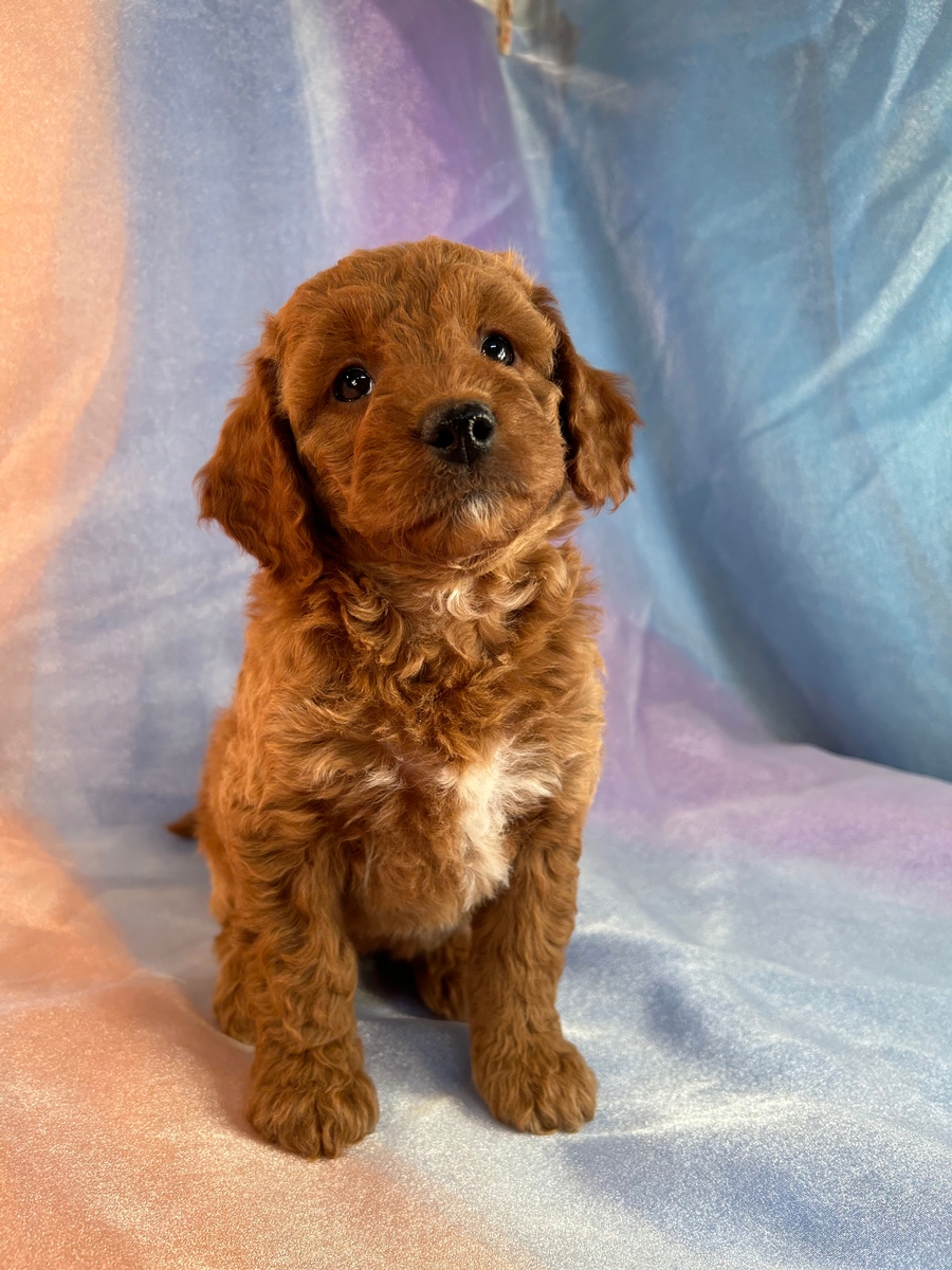 Iowa Breeder, Dark Red Mini Goldendoodle Puppies Available