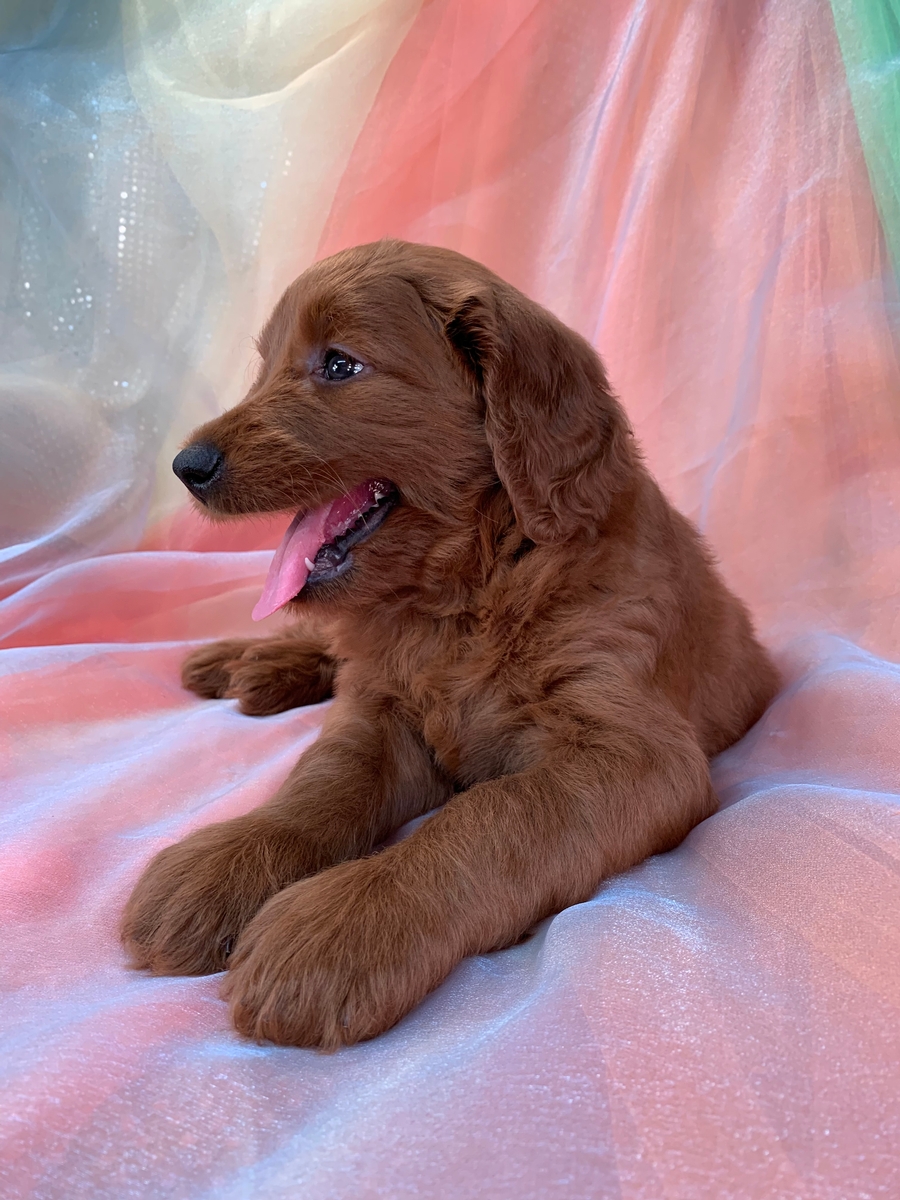 Iowa's Top Mini Goldendoodle Breeders Have Puppies for Sale Now!