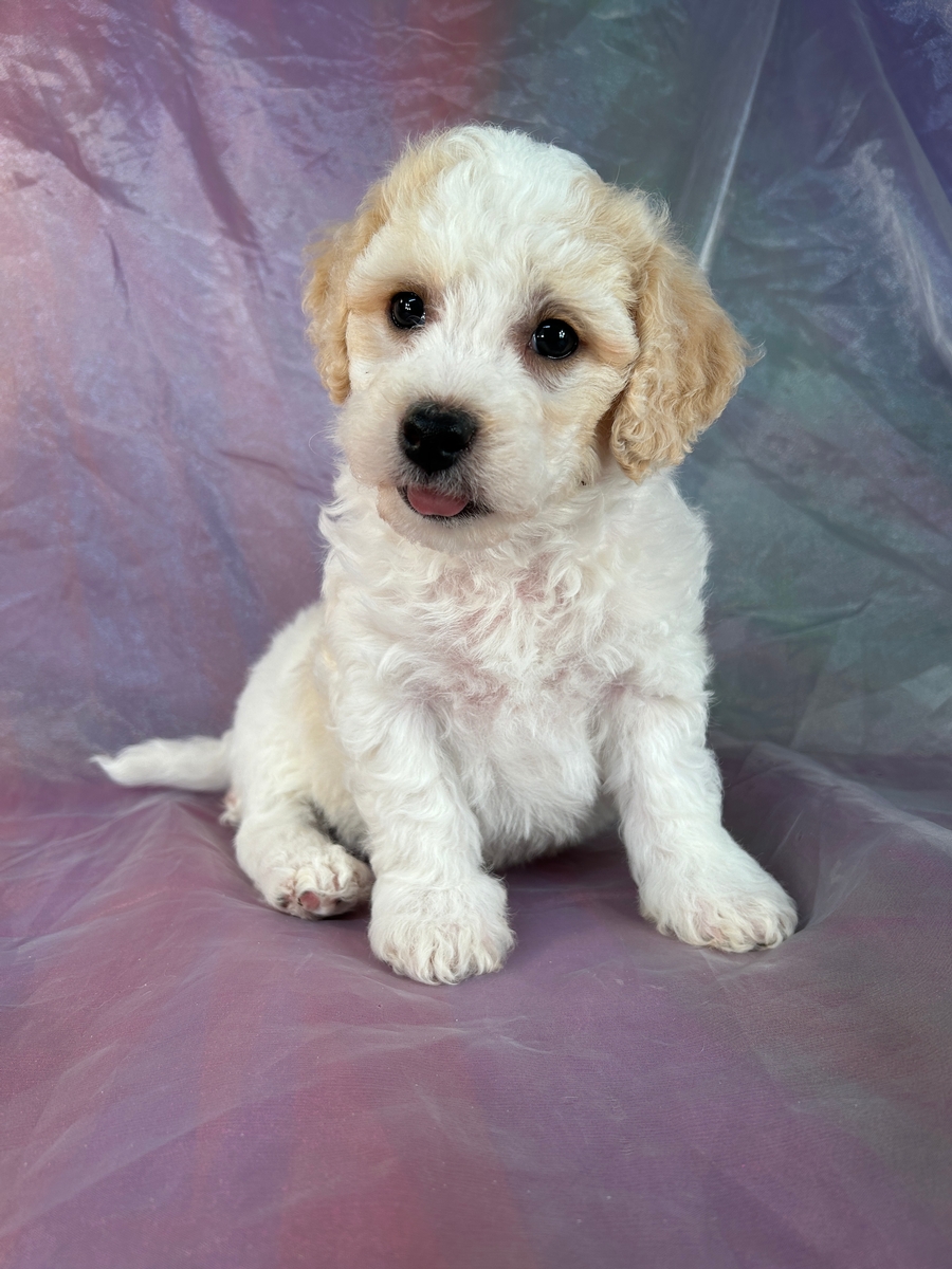 Iowa Breeder, Bichon Poo