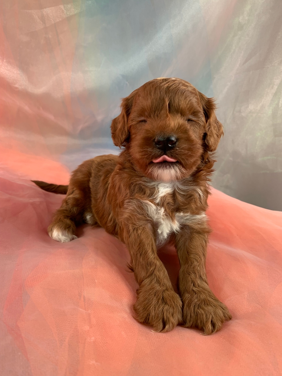 Dark Red and White Mini Bernedoodles for sale, F1b, Available and Ready ...