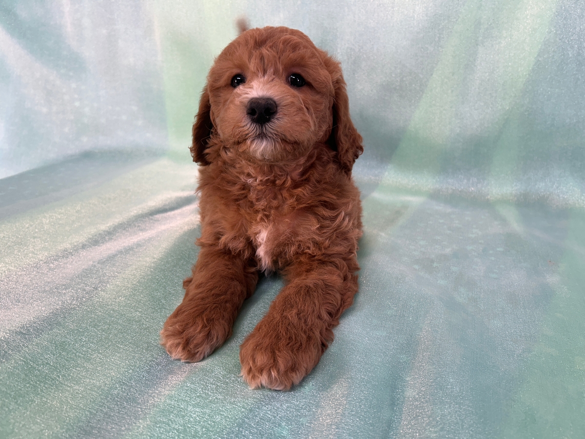 Professional Bichon Poodle Breeders in Iowa