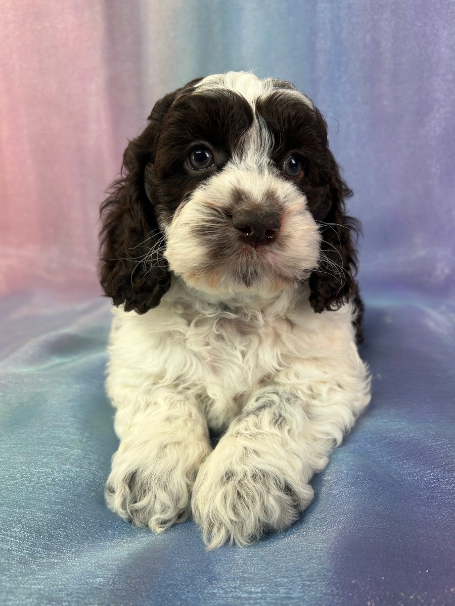 Cockapoo Puppies for Sale | Cockapoo Breeder in Iowa