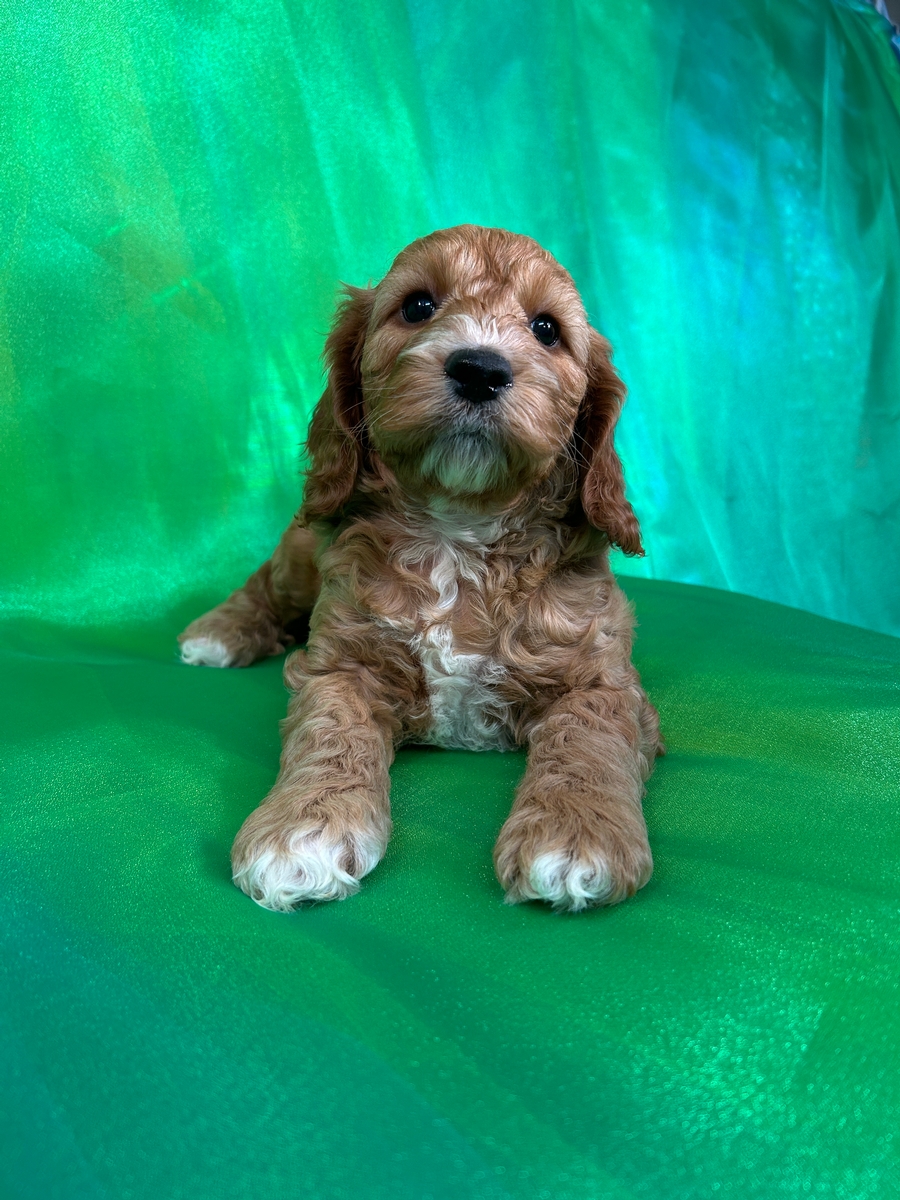 Cockapoo for Sale