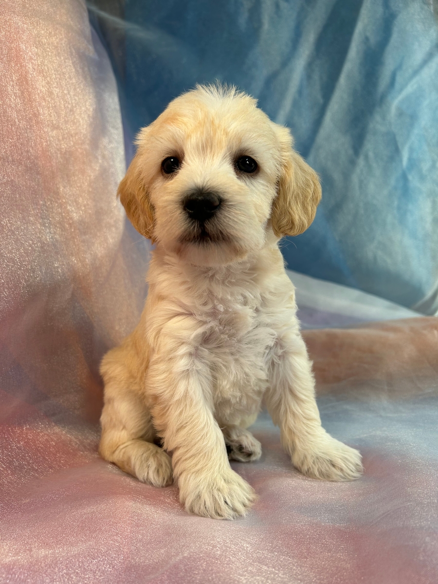 Schnoodle Puppies for Sale | Schnoodle Breeder in Iowa