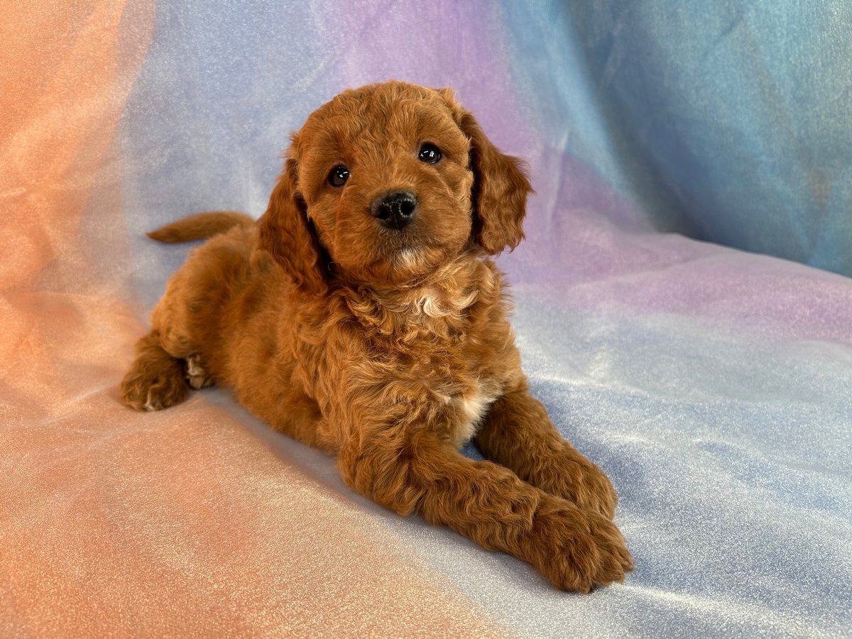 Iowa Breeder, Dark Red Mini Goldendoodle Puppies Available