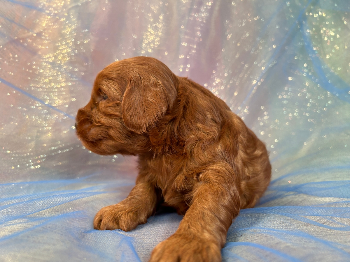 Professionally Bred Dark Red F1b Mini Bernedoodle Puppies