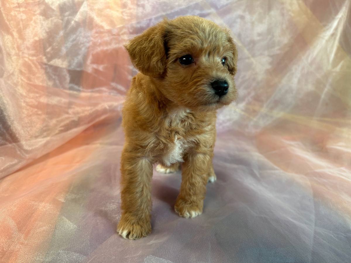 Red Schnoodle Puppies for Sale, Iowa and Minnesota!