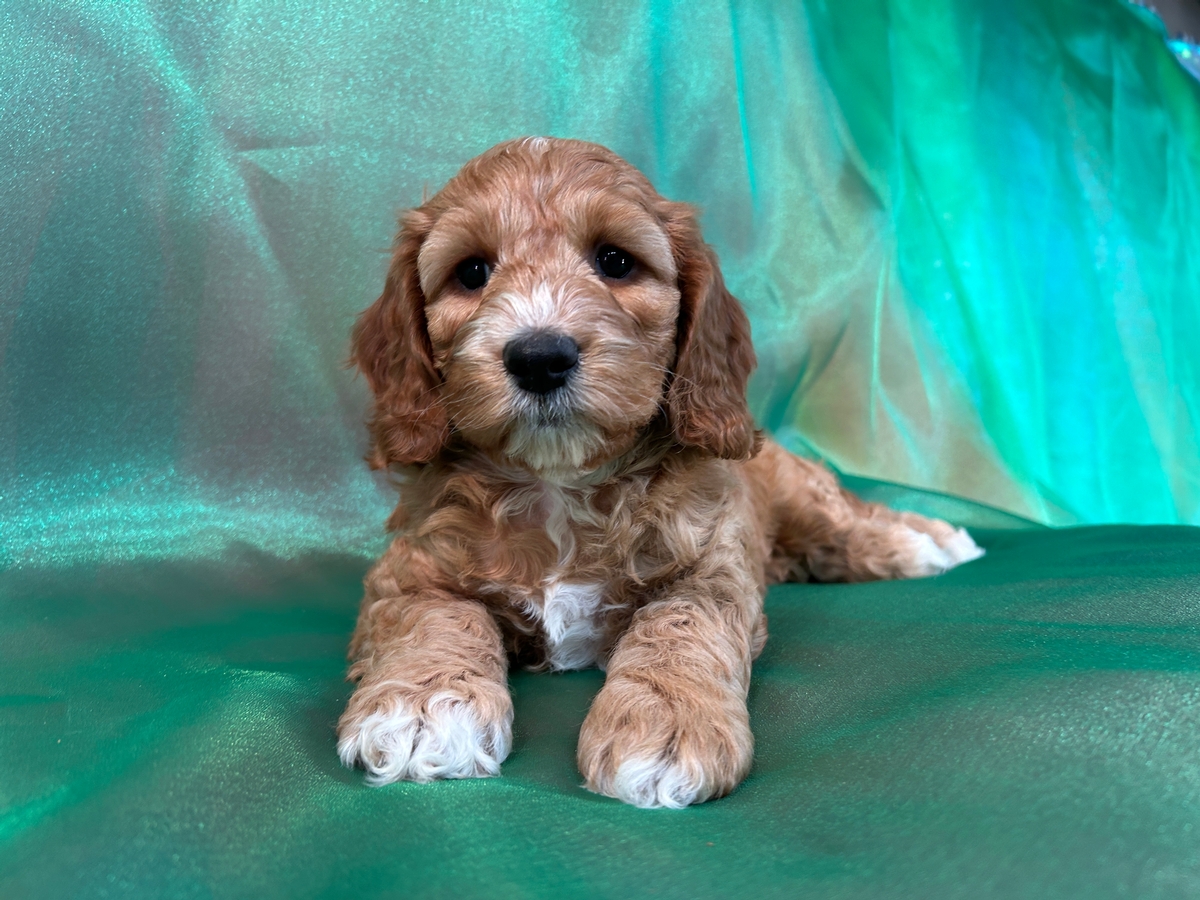 Cockapoo for Sale