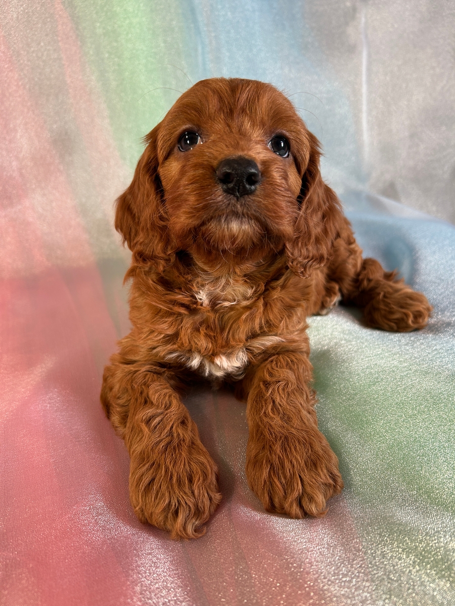 Dark Red Cockapoos with White Markings, IA and MN