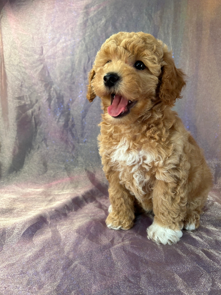 Red Schnoodles With White Markings Available Now!