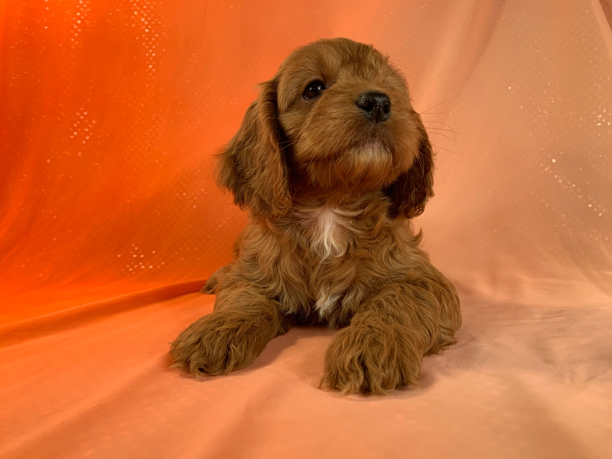 Cockapoo Breeders in Iowa, Dark Red F1 Female Cockapoos Available!
