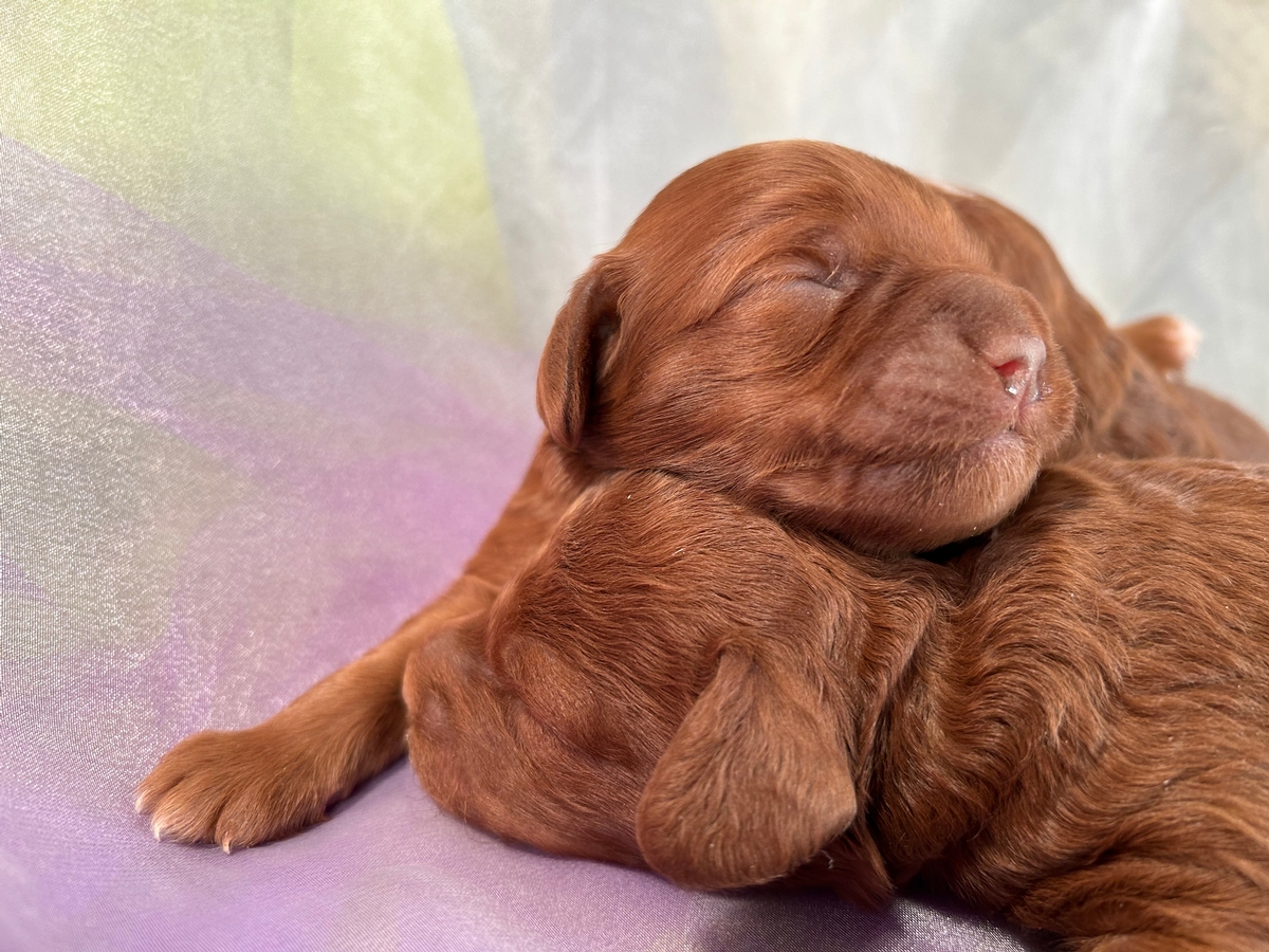 Dark Red F1b Mini Bernedoodles for Sale in Iowa