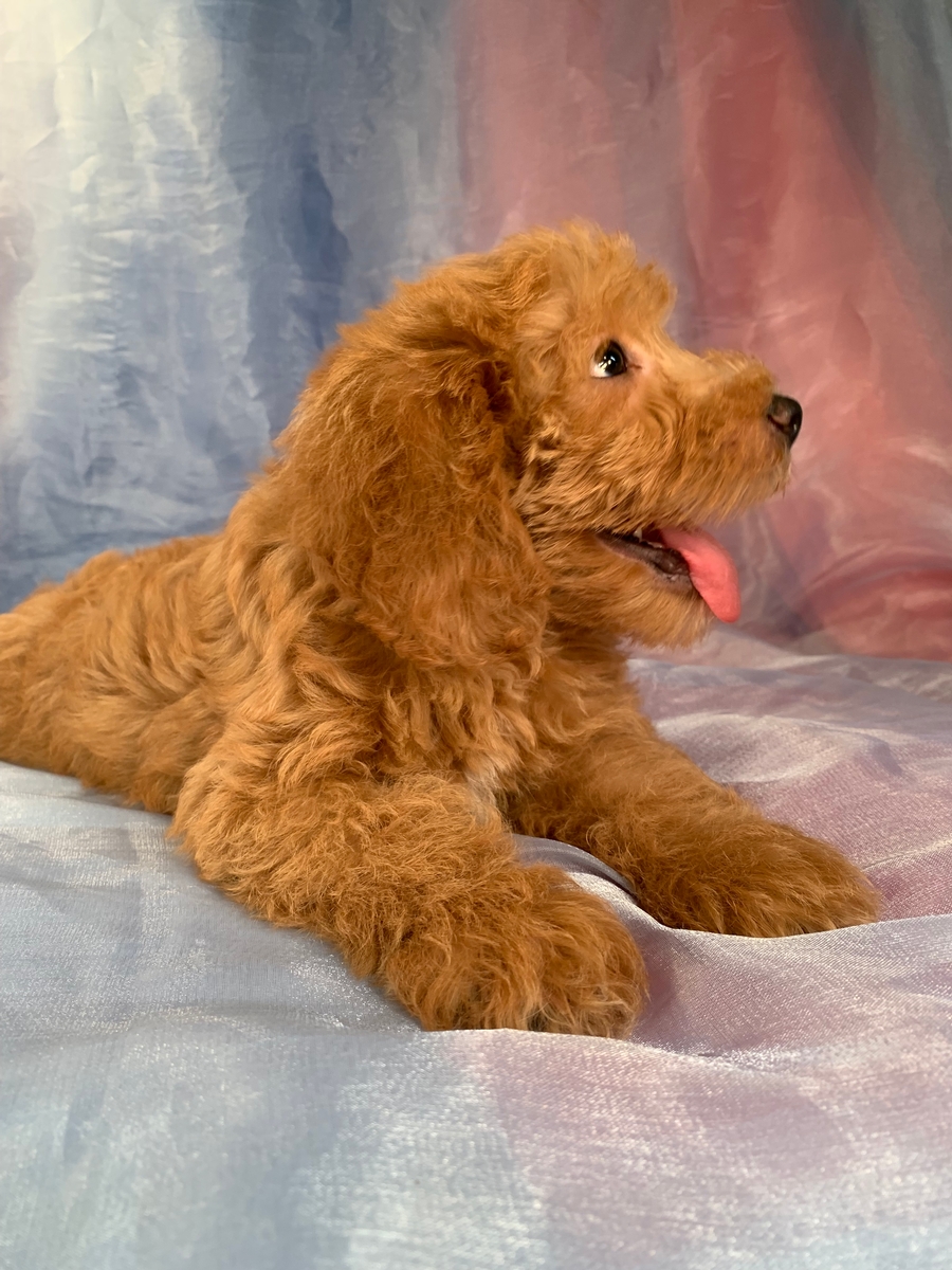 Dark Apricot Schnoodle Puppies for Sale in Iowa