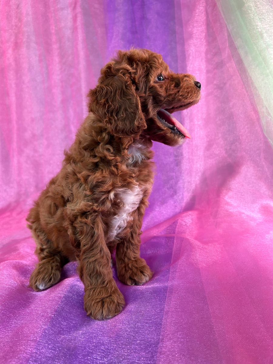 Iowa and Minnesota Top Schnoodle Breeder, Dark Red Puppies