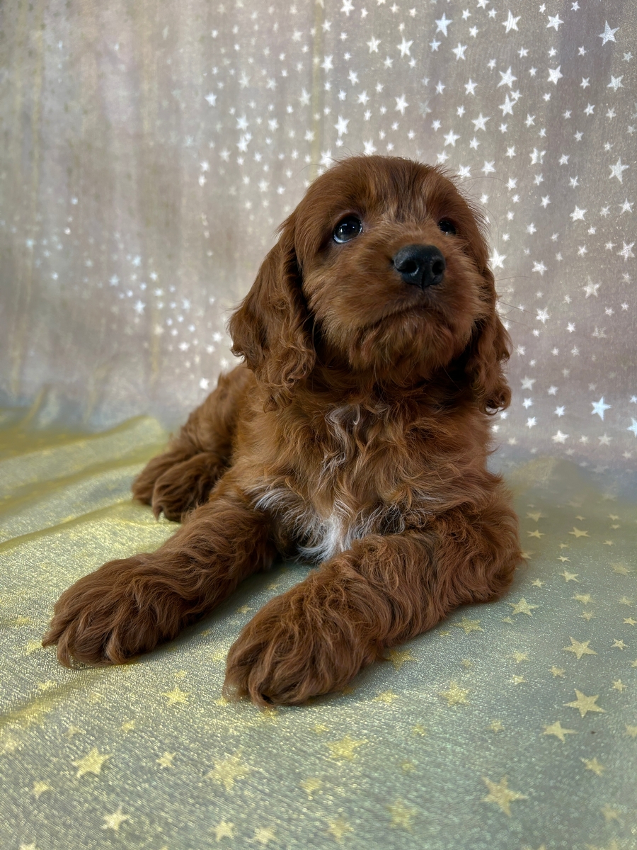 Dark Red Cockapoo Puppies Ready Now!