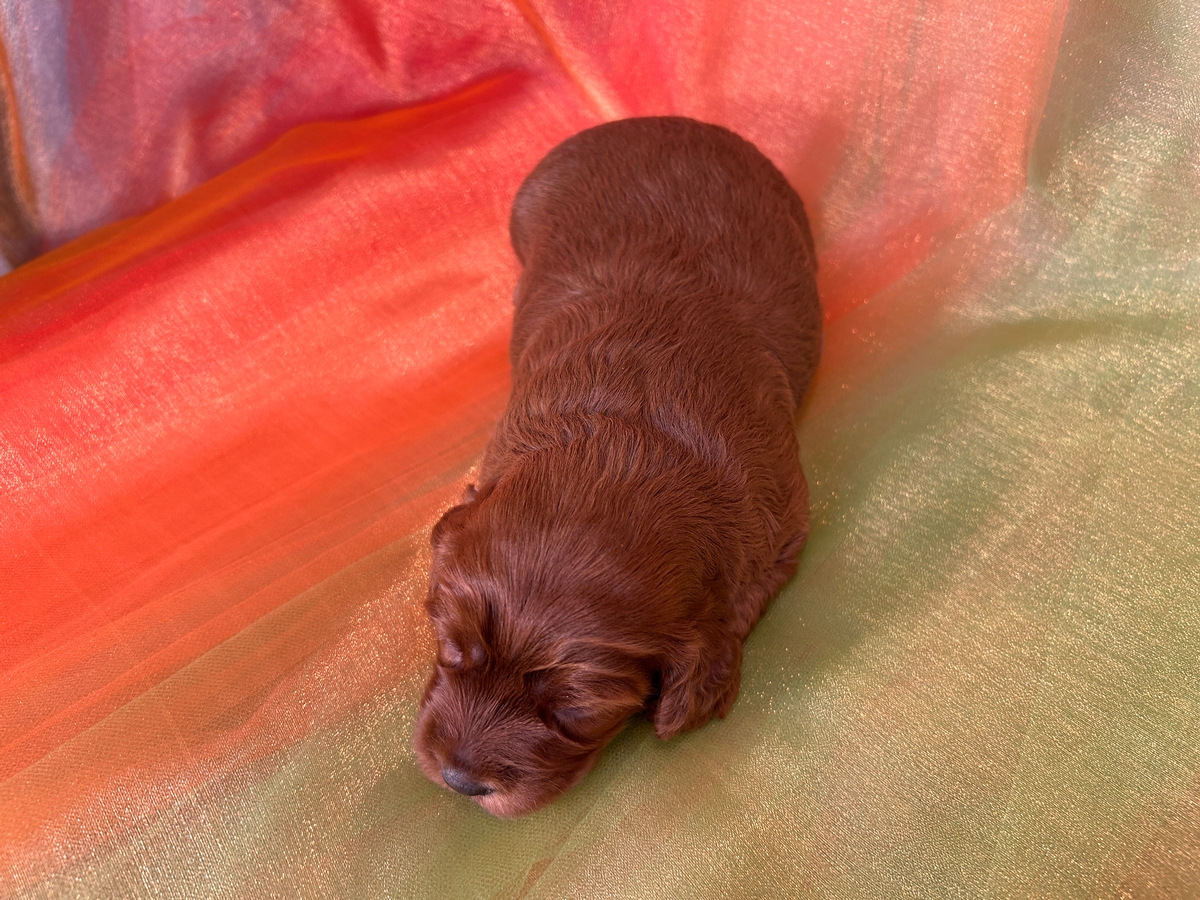 Dark Red Cockapoo Puppies Ready Now!