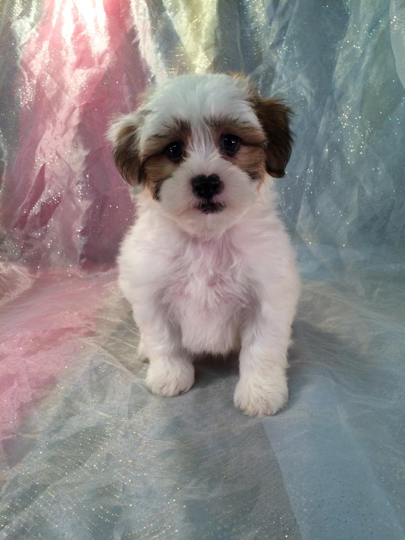 Joice Iowa Puppies at Shirley Gonzalez blog