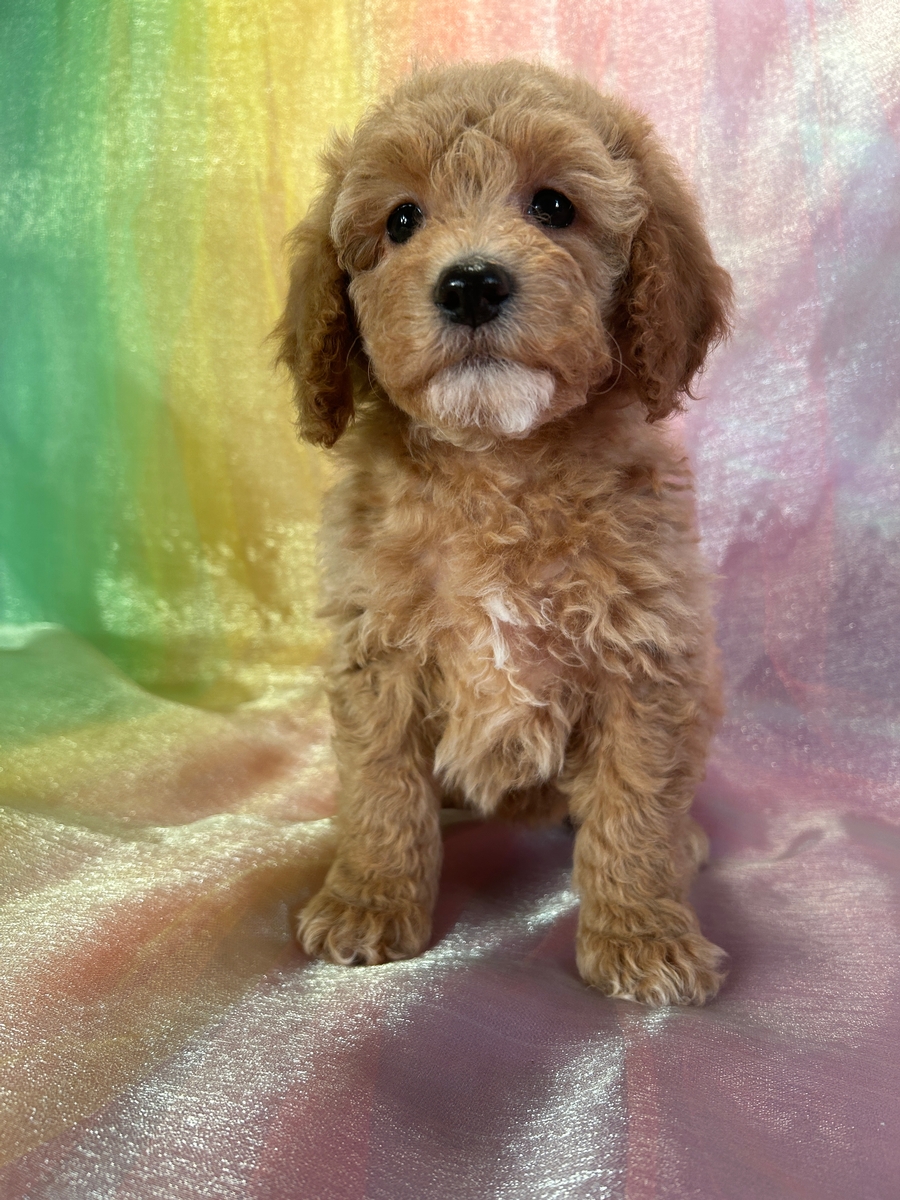 Cockapoo Puppies for Sale | Cockapoo Breeder in Iowa