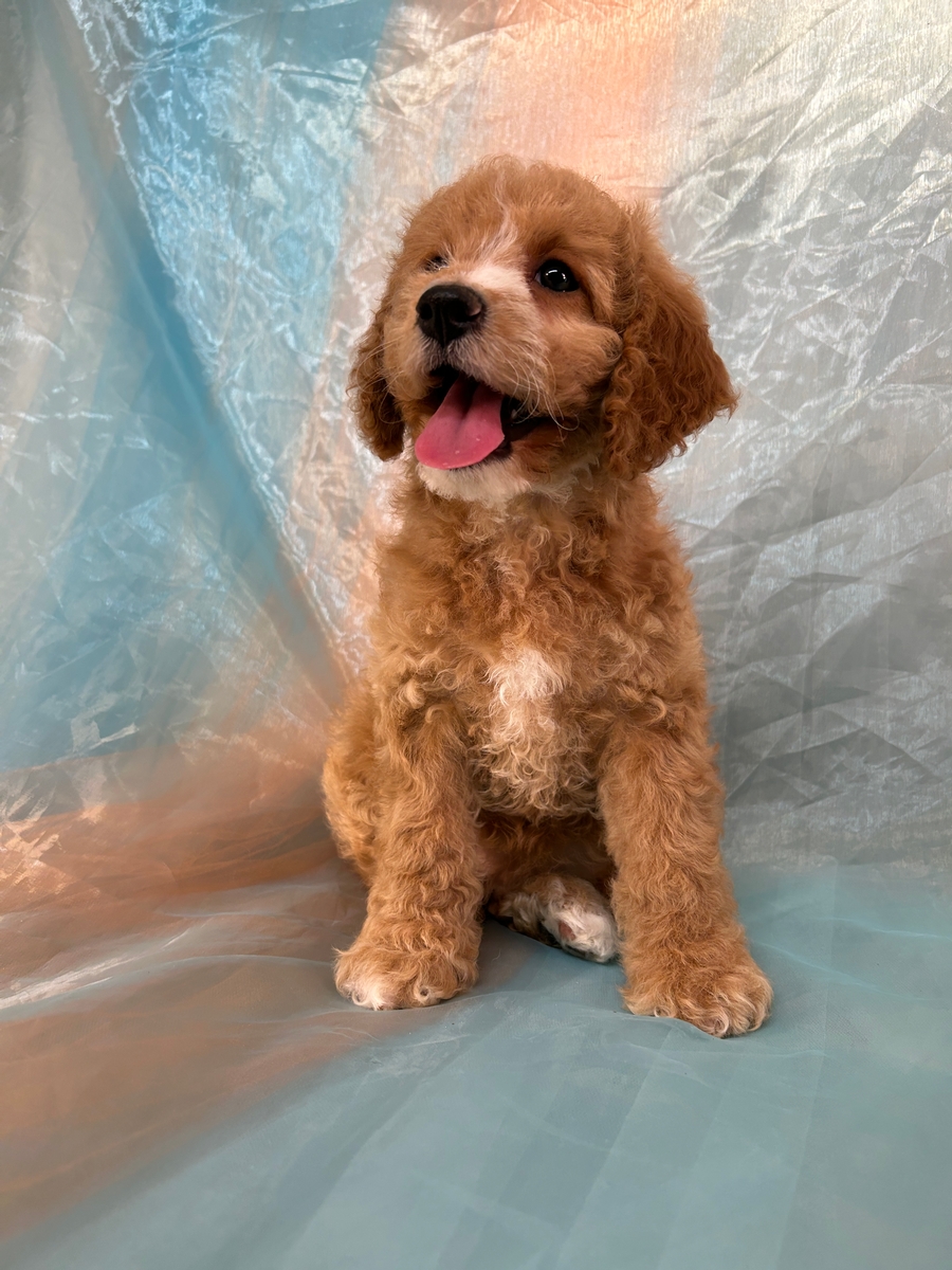 Cockapoo Puppies for Sale | Cockapoo Breeder in Iowa