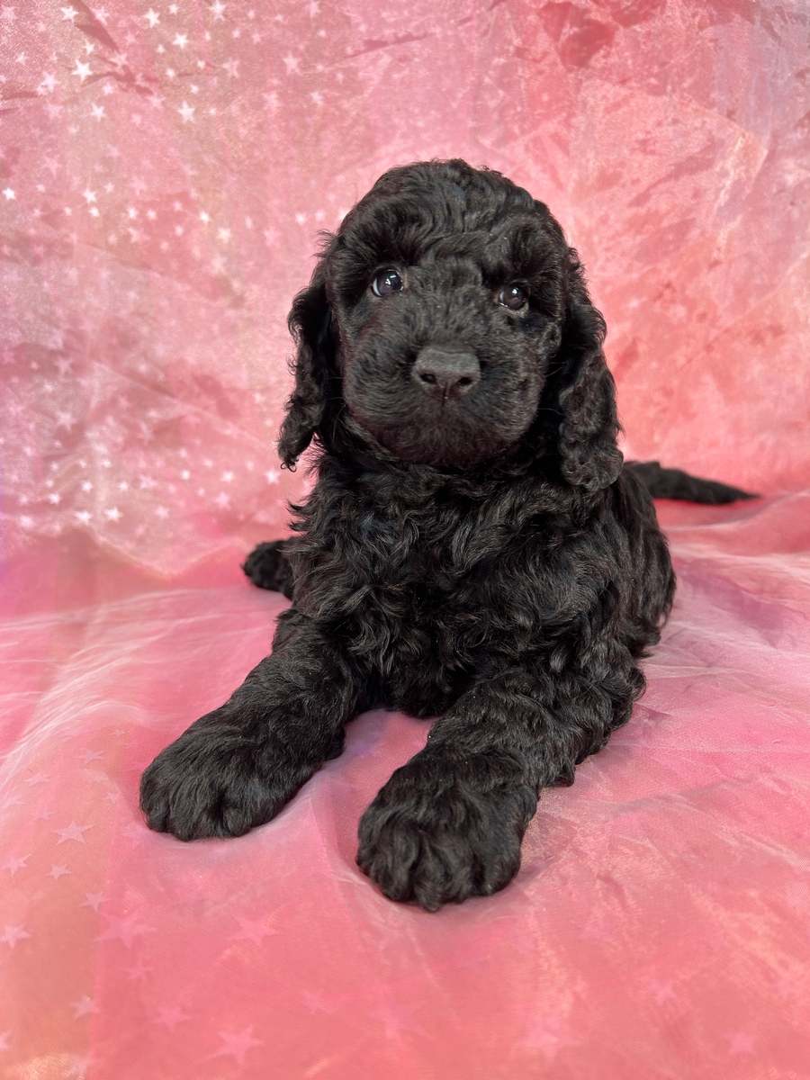 Jet Black Female Mini Goldendoodle Puppy for Sale, IA, MN, WI