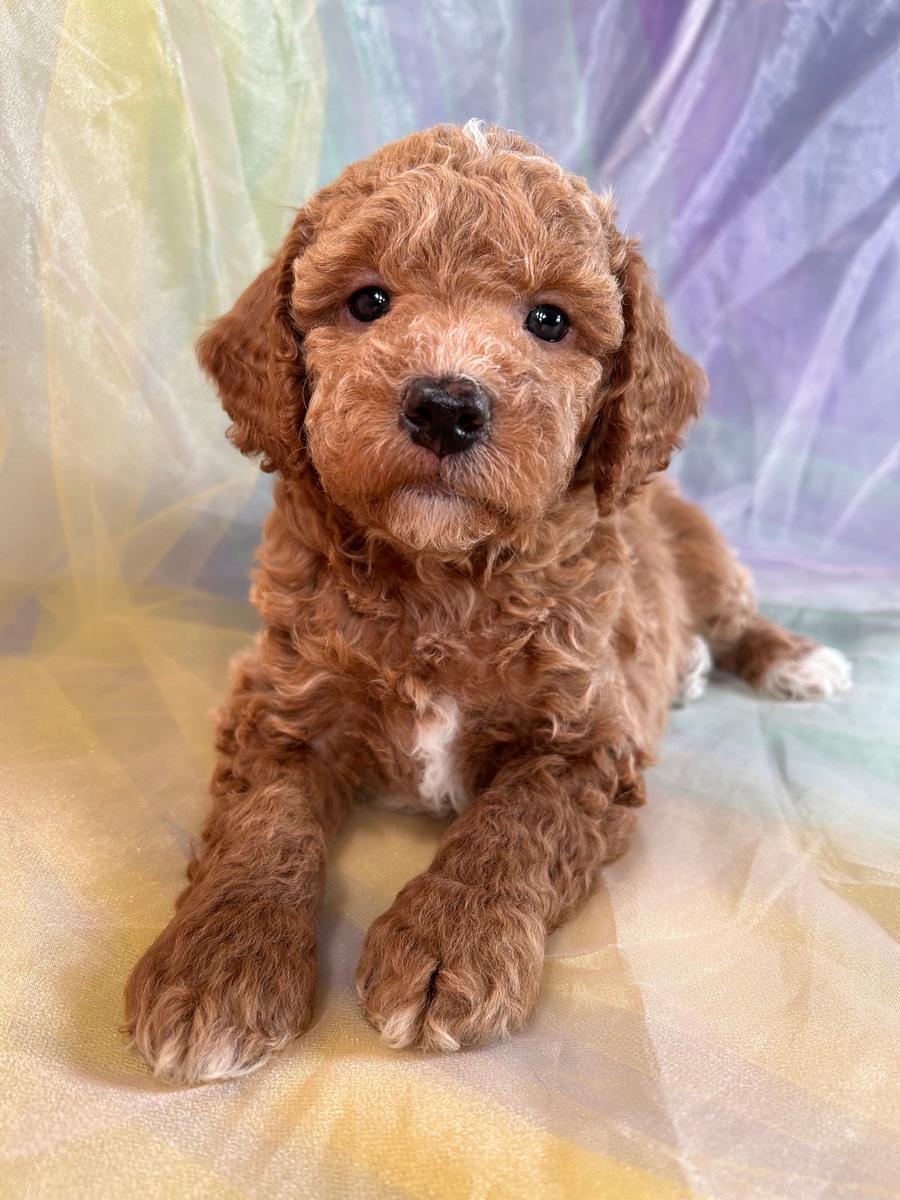 Bichon Poos! Iowa's Top Breeder!