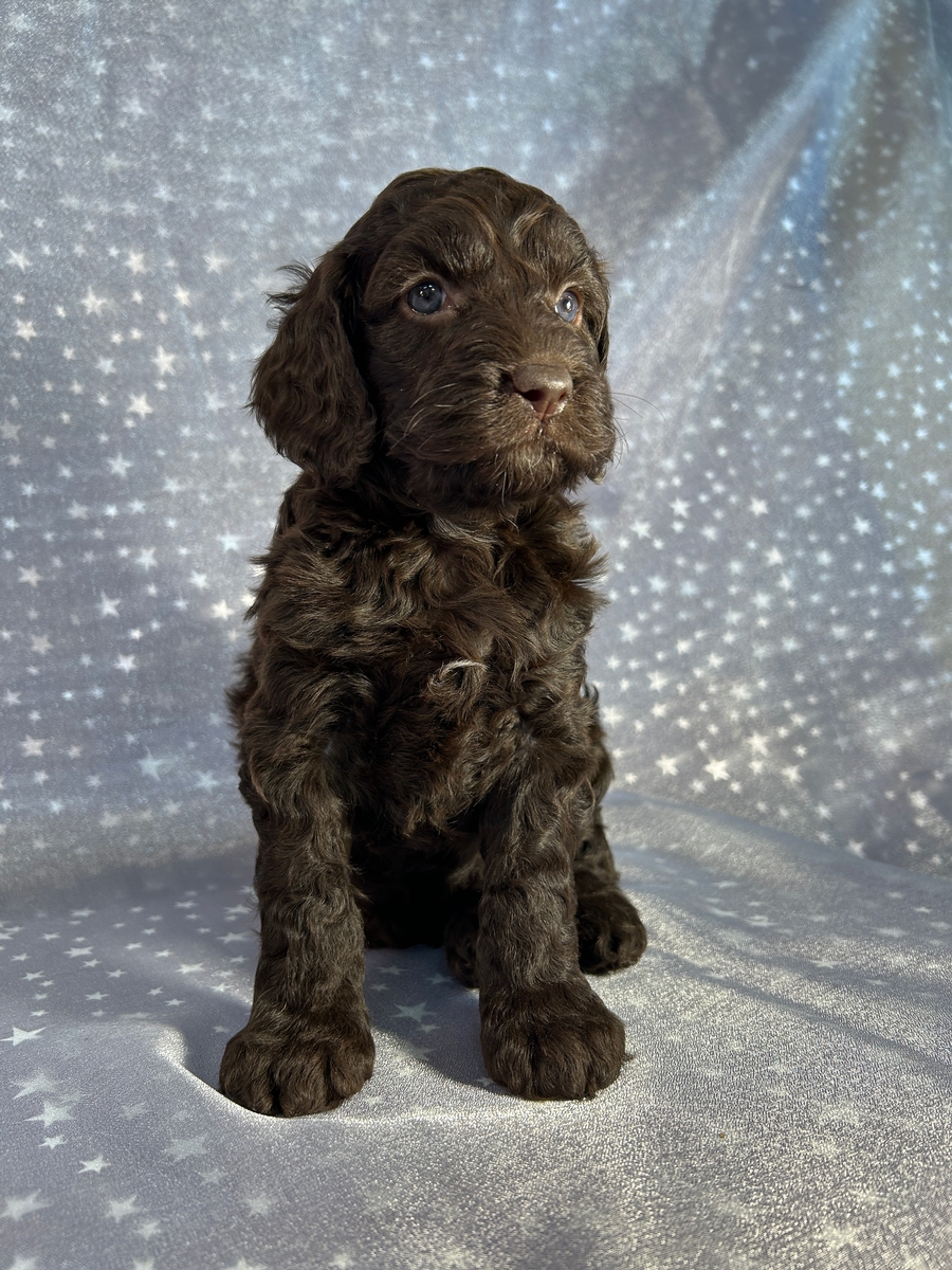 Dark Chocolate F1 Female Cockapoo for Sale, Iowa and Minnesota Breeder