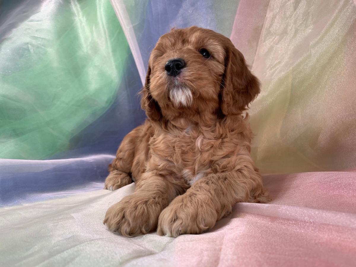 Dark Buff Cockapoos for Sale, Iowa Puppies for Sale, $1200