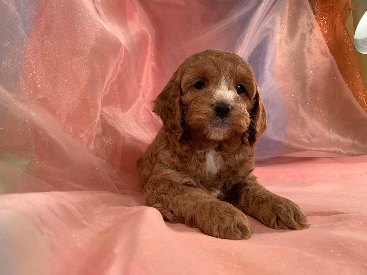 Dark Red Female Cockapoos for Sale, White Markings, $1200, IA, MN, WI
