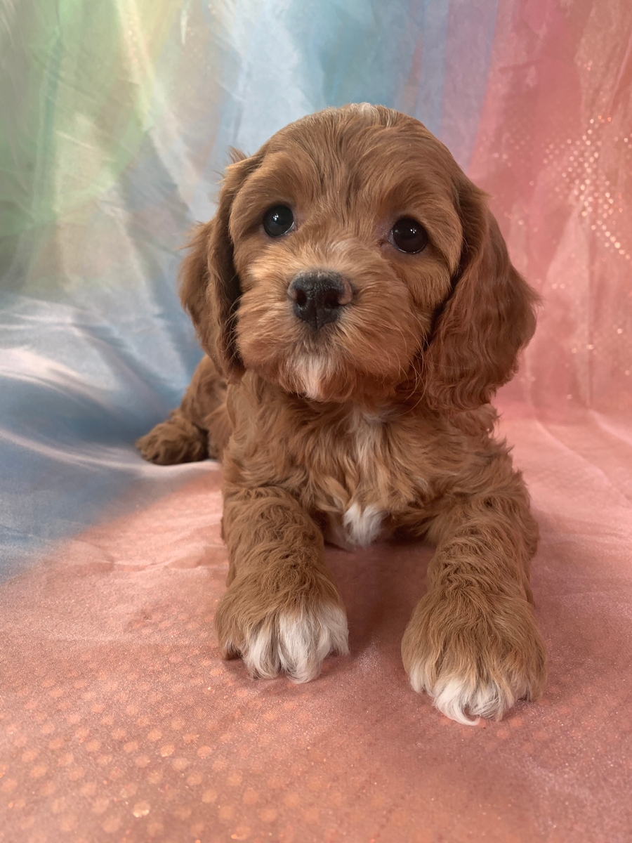 Dark Red Cockapoo Puppies for Sale in Iowa, $1200, Puppies Available!