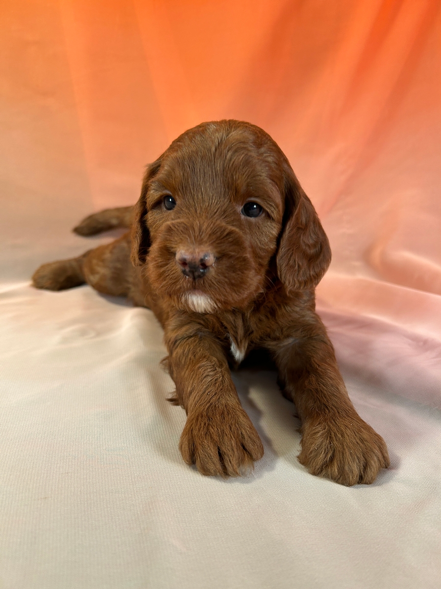 Very Red Miniature Bernedoodles Available Soon!