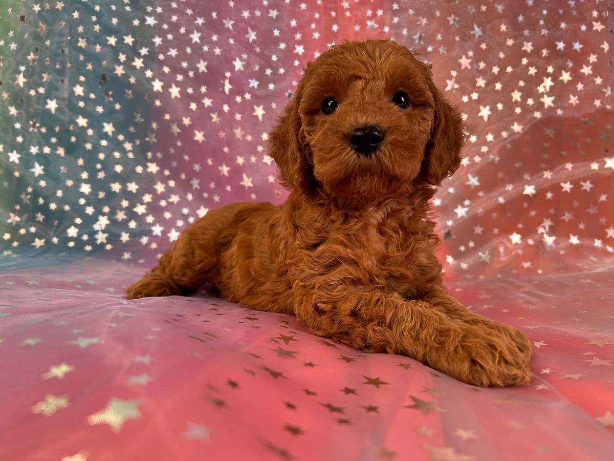 Dark Red Miniature Schnoodle for Sale