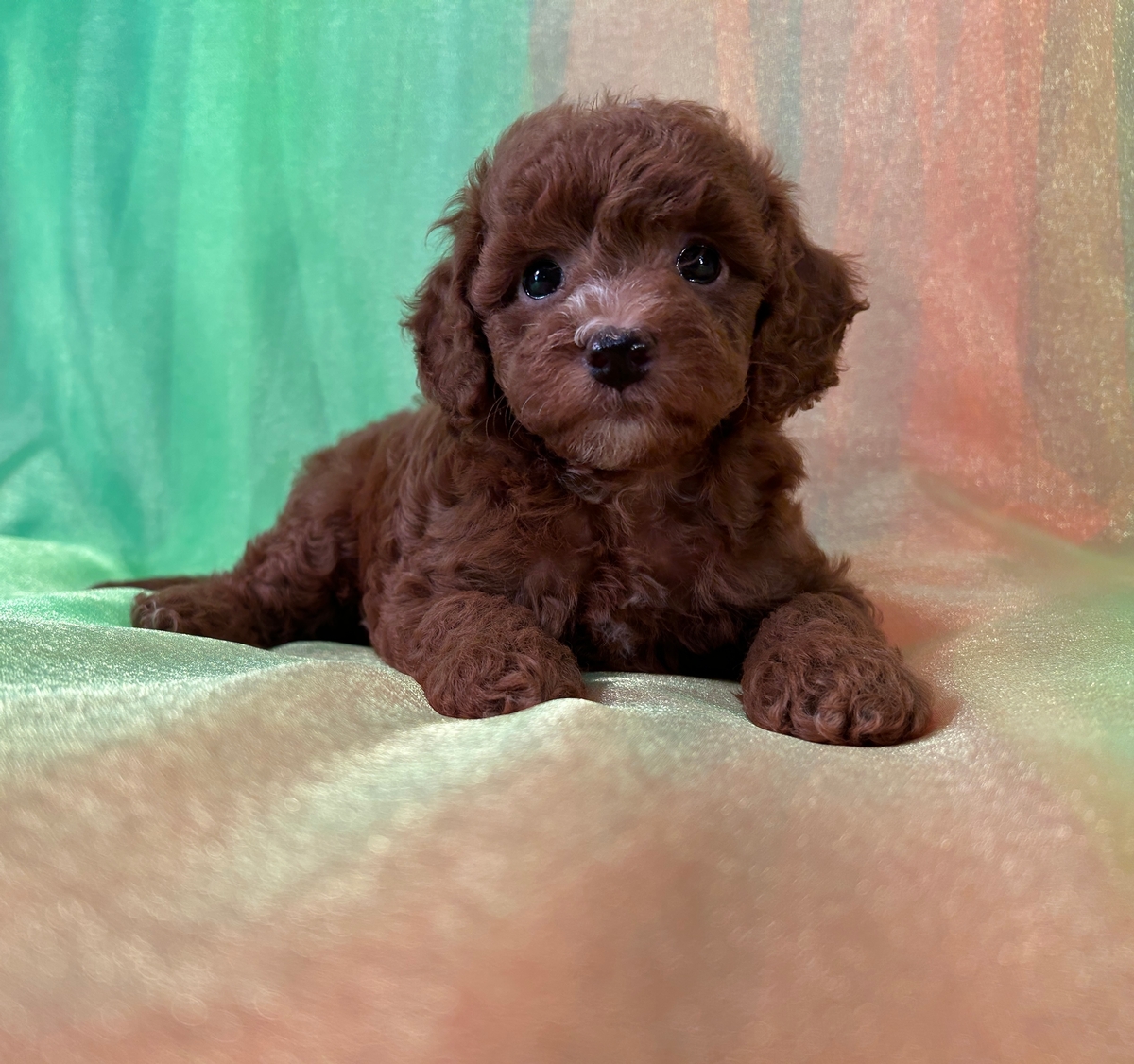 Dark Red Female Miniature Bernedoodle Puppy Sale, IA, IL, MN.