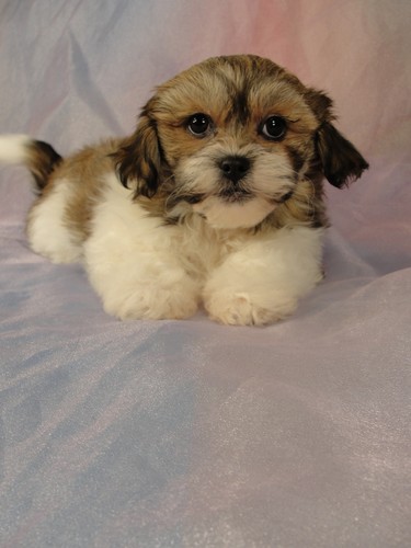shih tzu bichon puppies for sale in Iowa Born March 1st Ready May 1st