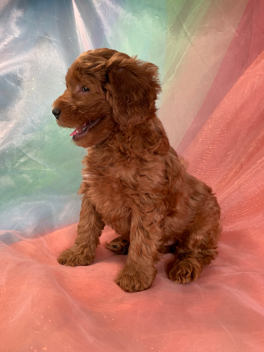 Dark Red Mini Goldendoodle Breeders, Females and Males Available!