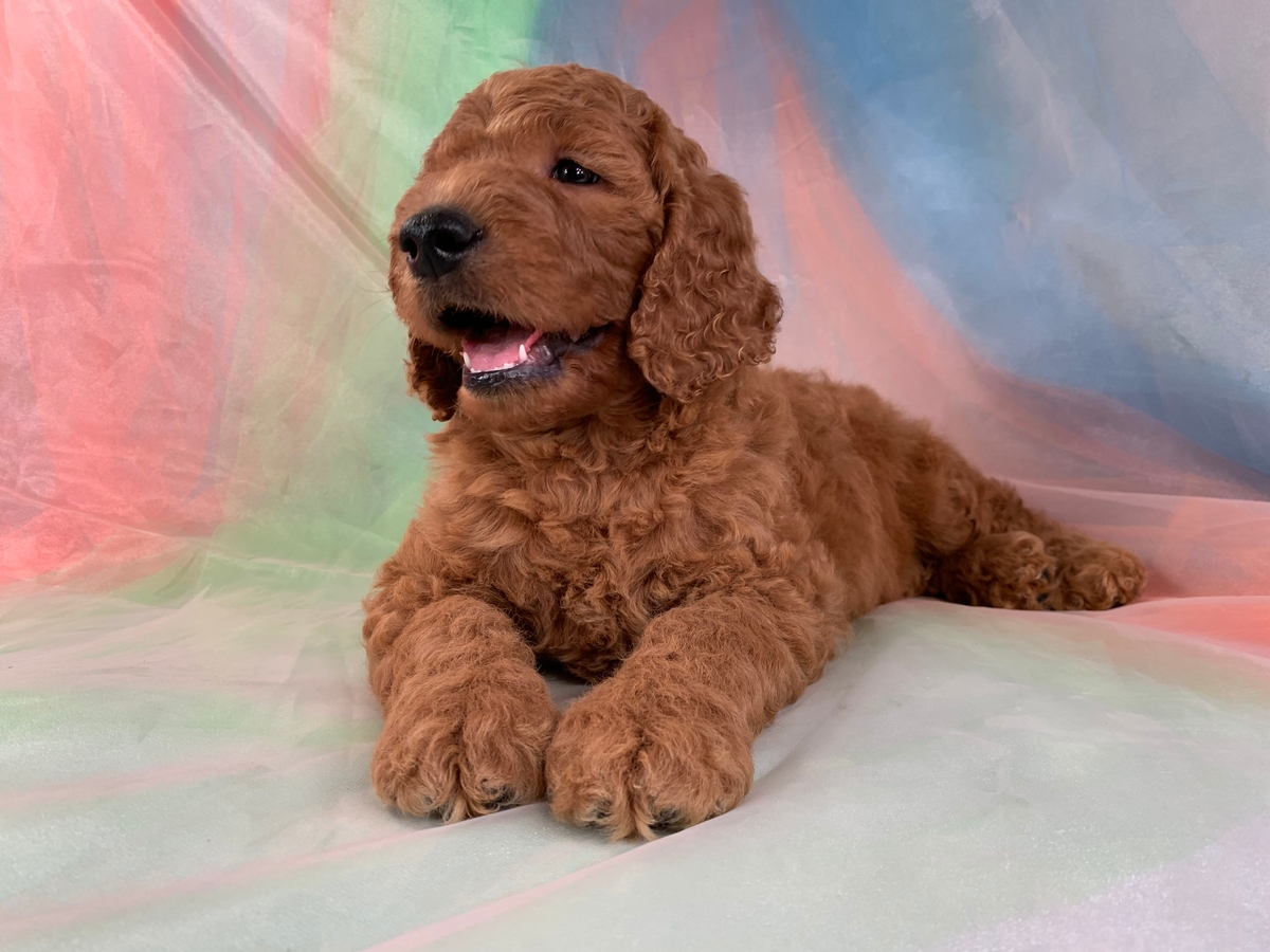 Dark Red Miniature Goldendoodle Breeder in Iowa, Puppies Available Now!