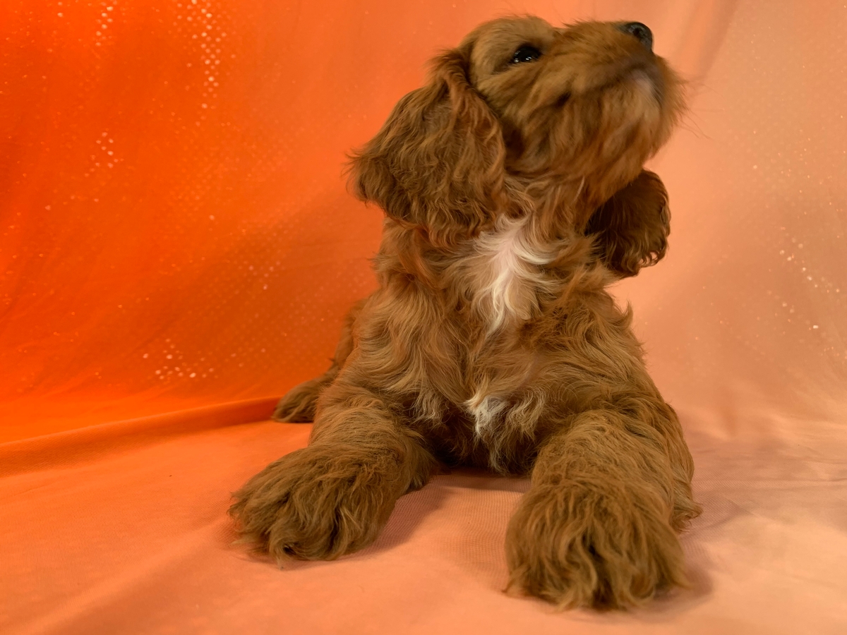 Cockapoo Breeders in Iowa, Dark Red F1 Female Cockapoos Available!