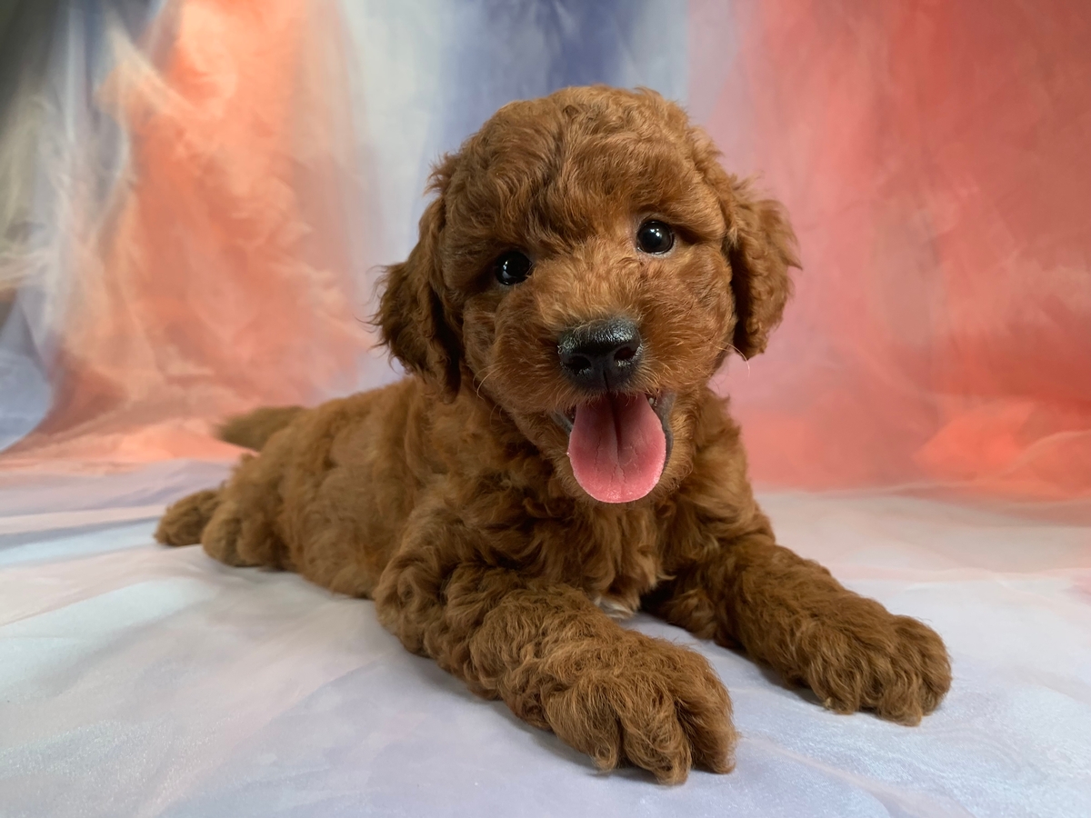 Iowa Breeders, Mini Goldendoodles, Dark Reds, Puppies Available Now!