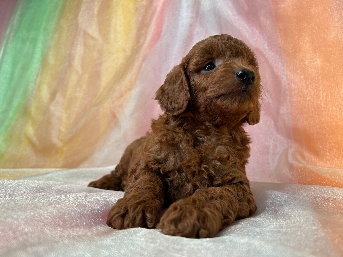 Miniature Bernedoodle Puppy, Dark Red F1b for Sale